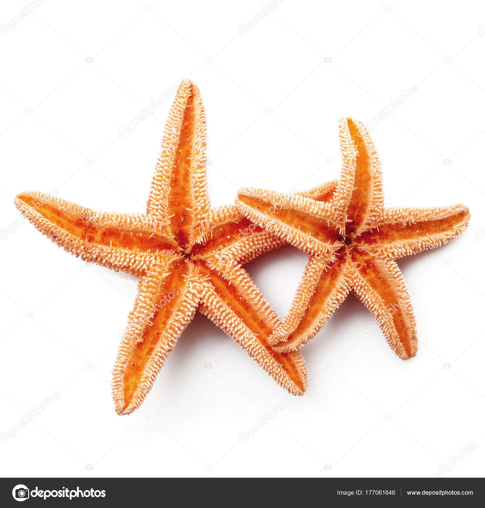 Starfish on white background Stock Photo by ©Photobeps 177061646