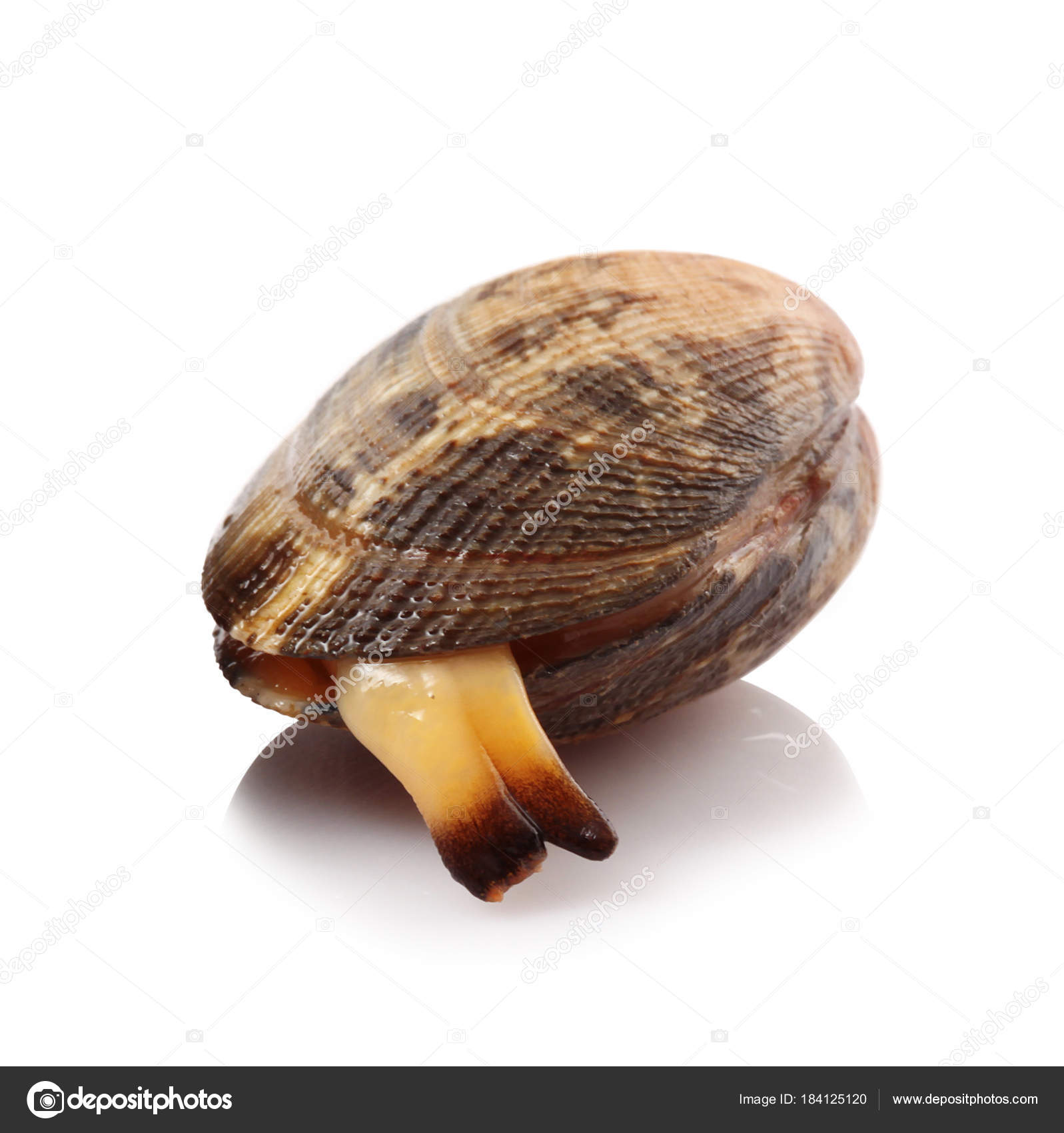 Isolated fresh clam in white background Stock Photo by ©Photobeps 184125120