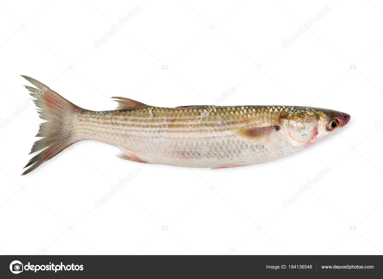 Fresh mullet in white background — Stock Photo © Photobeps #184136548