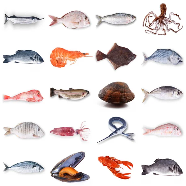 Collage fish Stock Photos, Royalty Free Collage fish Images ...