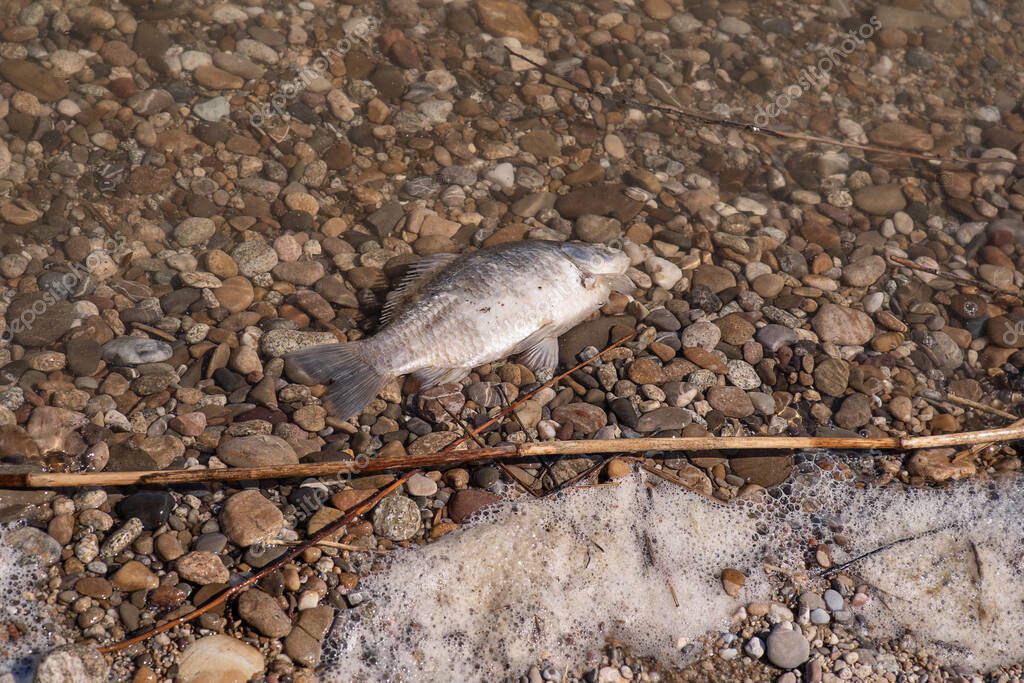 peces mueren debido a la contaminación del agua aguas residuales. Peces ...