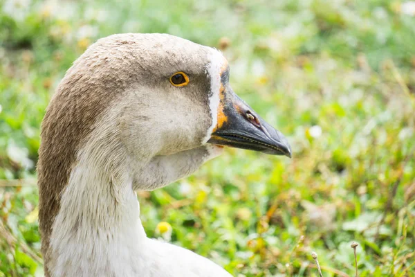 Young laughing goose Stock Photos, Royalty Free Young laughing goose ...