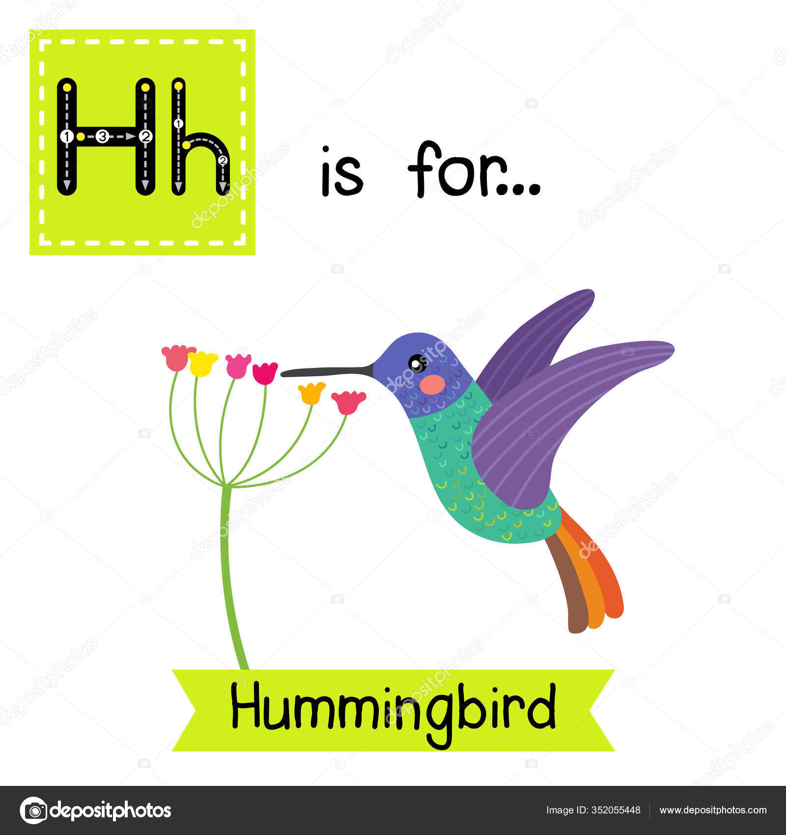 Letter Tracing Golden Tailed Sapphire Hummingbird Getting Nectar Flower ...