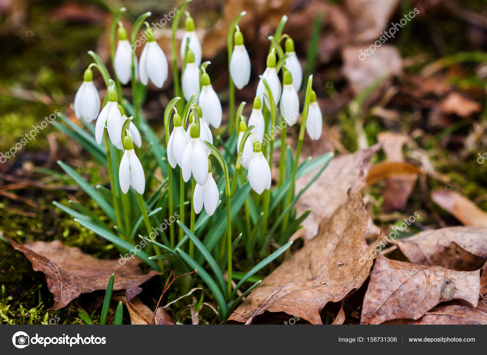Fresh first snowdrops blooming — Stock Photo © Taigi #158731306 Fresh first snowdrops blooming — Stock Photo © Taigi #158731306