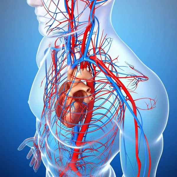 Cardio vascular system Stock Photos, Royalty Free Cardio vascular ...