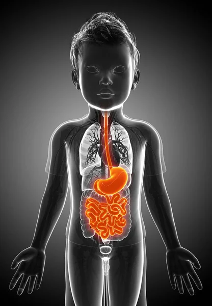 Children digestive system Stock Photos, Royalty Free Children digestive ...