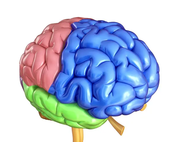 Human brain royalty free vector image vectorstock Stock Photos, Royalty ...