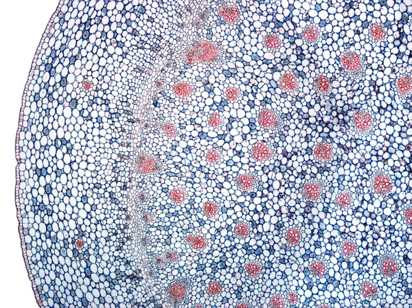 Celulas de personas Stock Photos, Royalty Free Celulas de personas ...