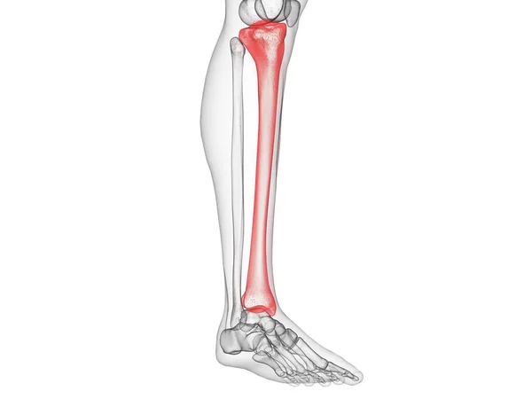 Tibia ve fibula Stock Photos, Royalty Free Tibia ve fibula Images ...