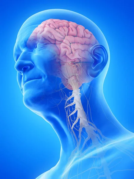 Human body neurology Stock Photos, Royalty Free Human body neurology ...