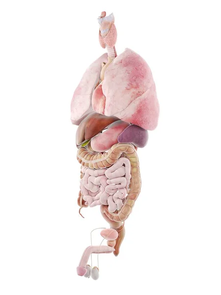 3d anatomy of organs Stock Photos, Royalty Free 3d anatomy of organs ...