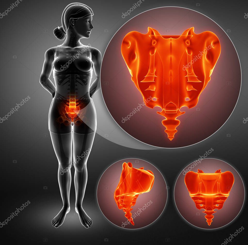 3d ilustración del dolor óseo sacro — Foto de stock © pixdesign123 ...