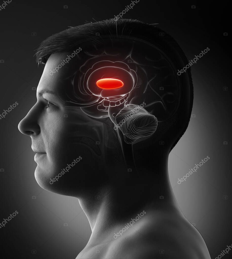 3d renderizado ilustración médicamente precisa de una anatomía cerebral ...