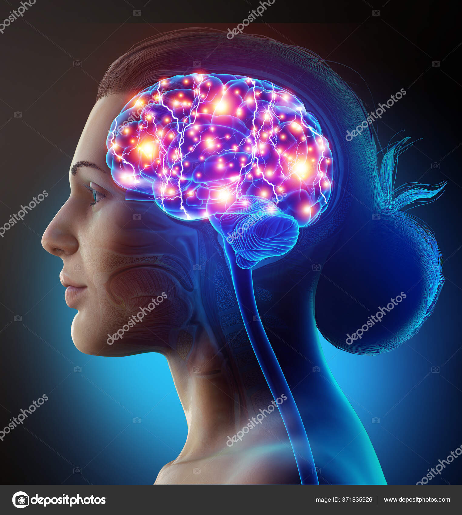 Rendered Medically Accurate Illustration Female Active Brain — Stock ...