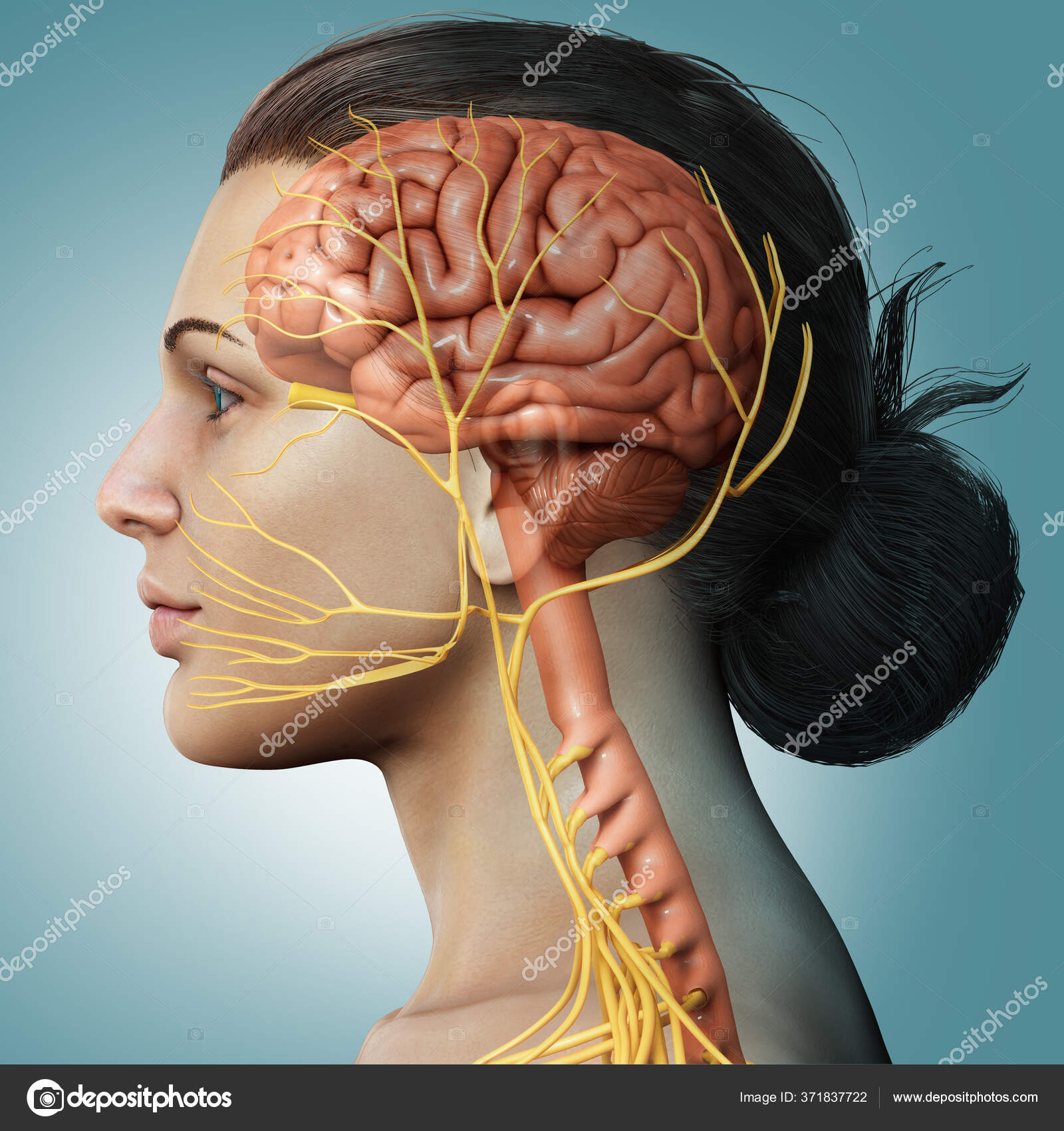 Rendering Medical Illustration Male Interior Brain Anatomy Stock Photo ...