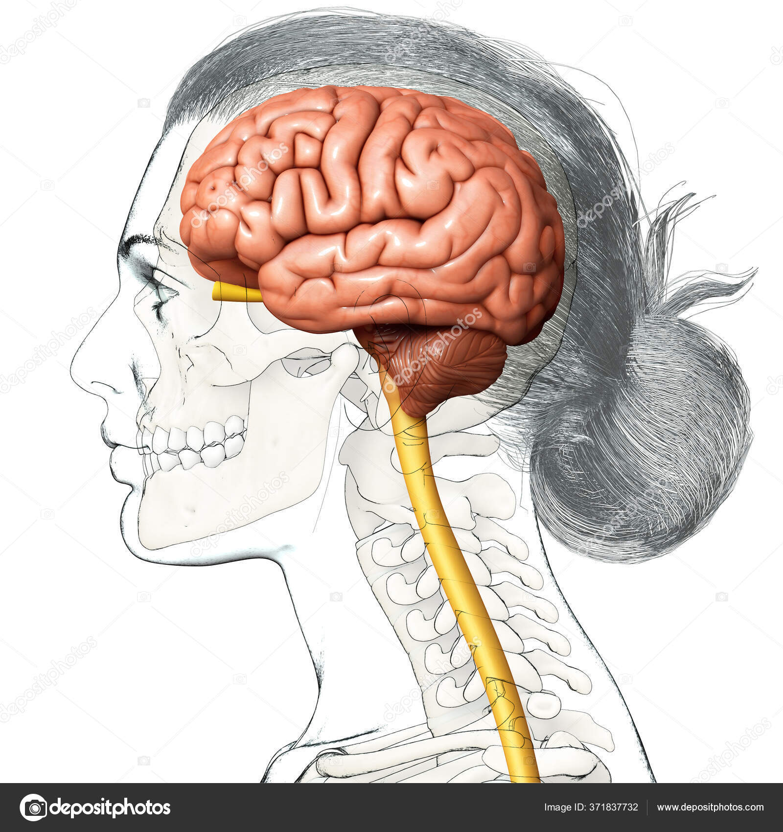 Interior Brain Diagram