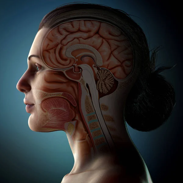 Rendering Medical Illustration Male Interior Brain Anatomy Stock Photo ...