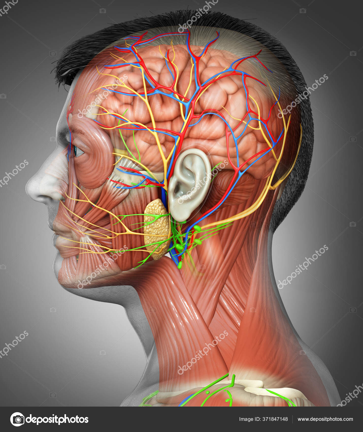 Rendering Medical Illustration Male Interior Brain Anatomy Stock Photo ...