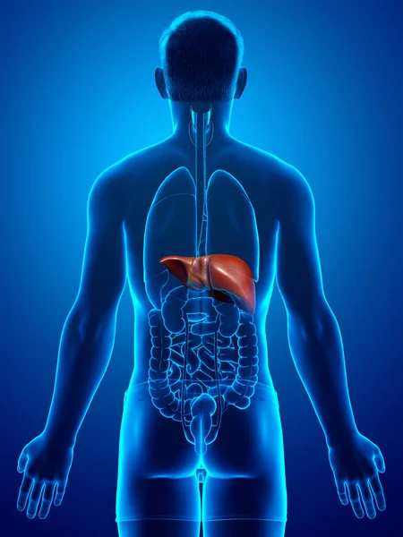 3d rendered, medically accurate illustration of male Liver Anatomy ...