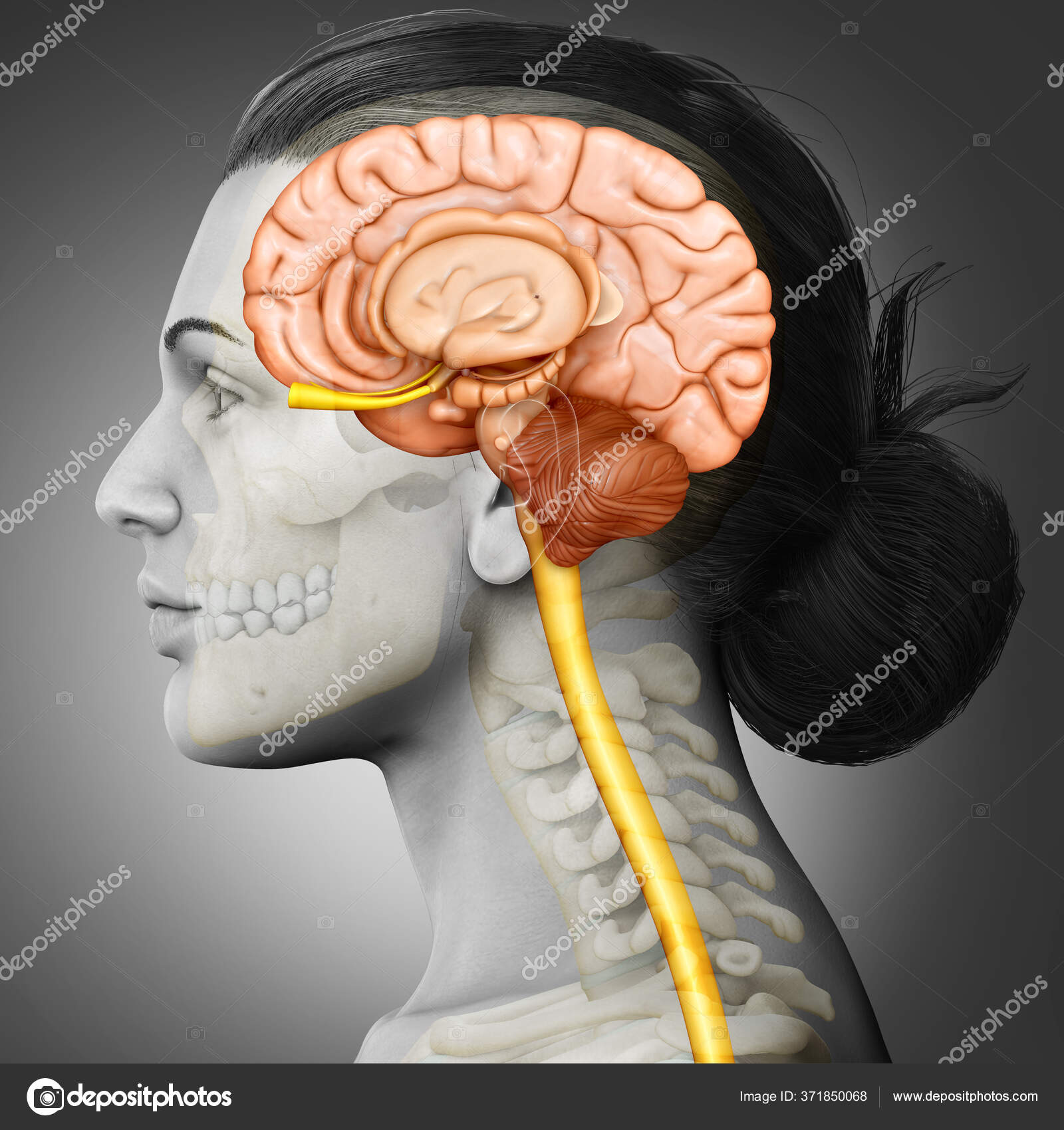 Interior Brain Diagram