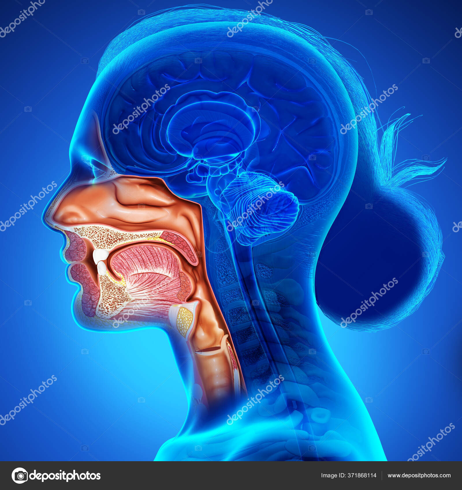 Human Trachea And Esophagus