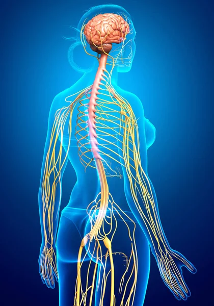 Imágenes de Que componente del sistema nervioso periferico transmite ...