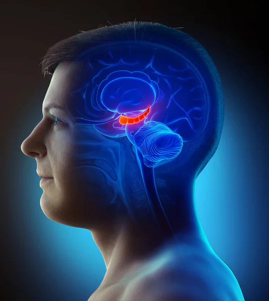 Male brain Stock Photos, Royalty Free Male brain Images | Depositphotos