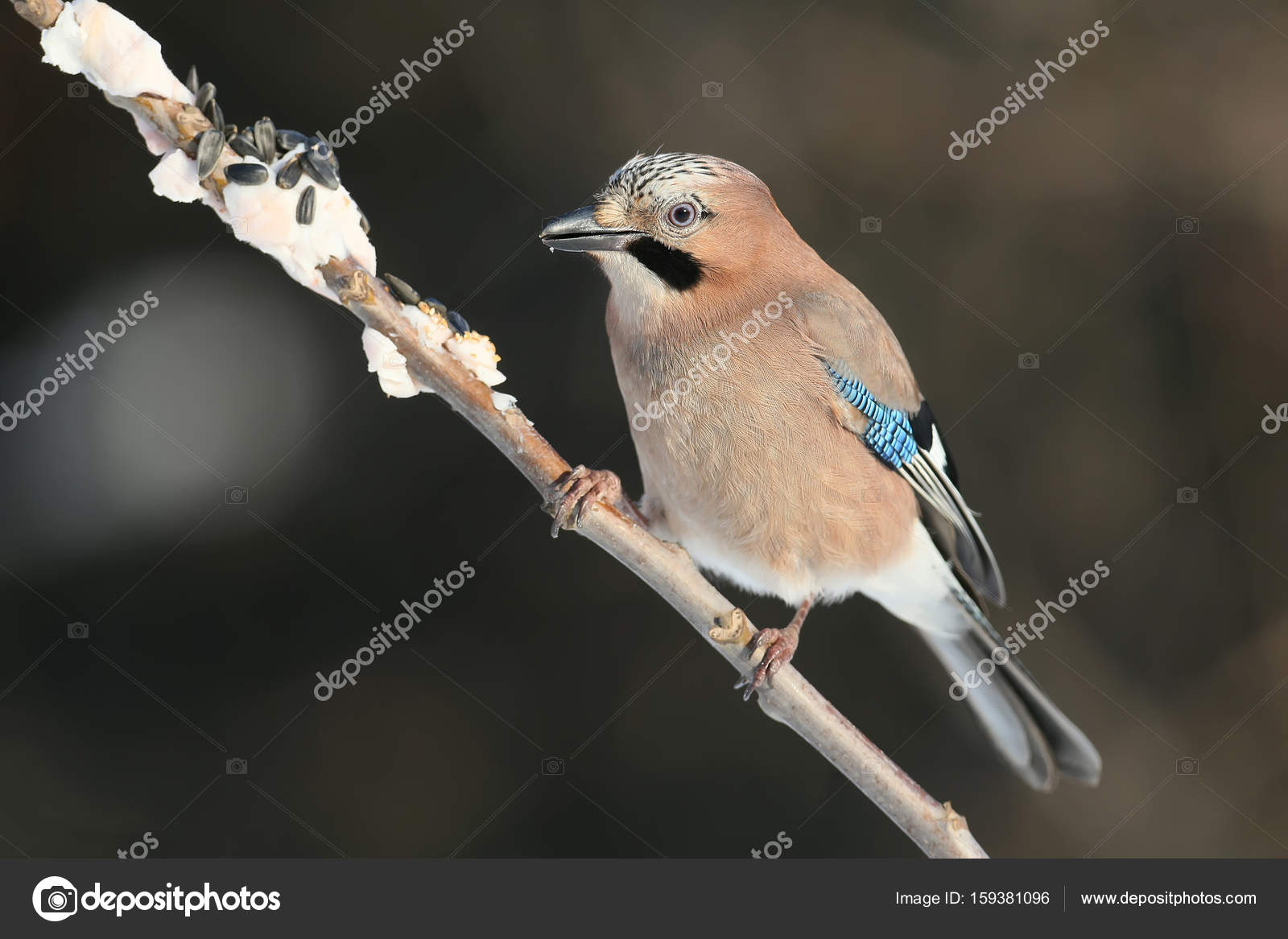 Jay morning gift Stock Photo by ©voodison 159381096