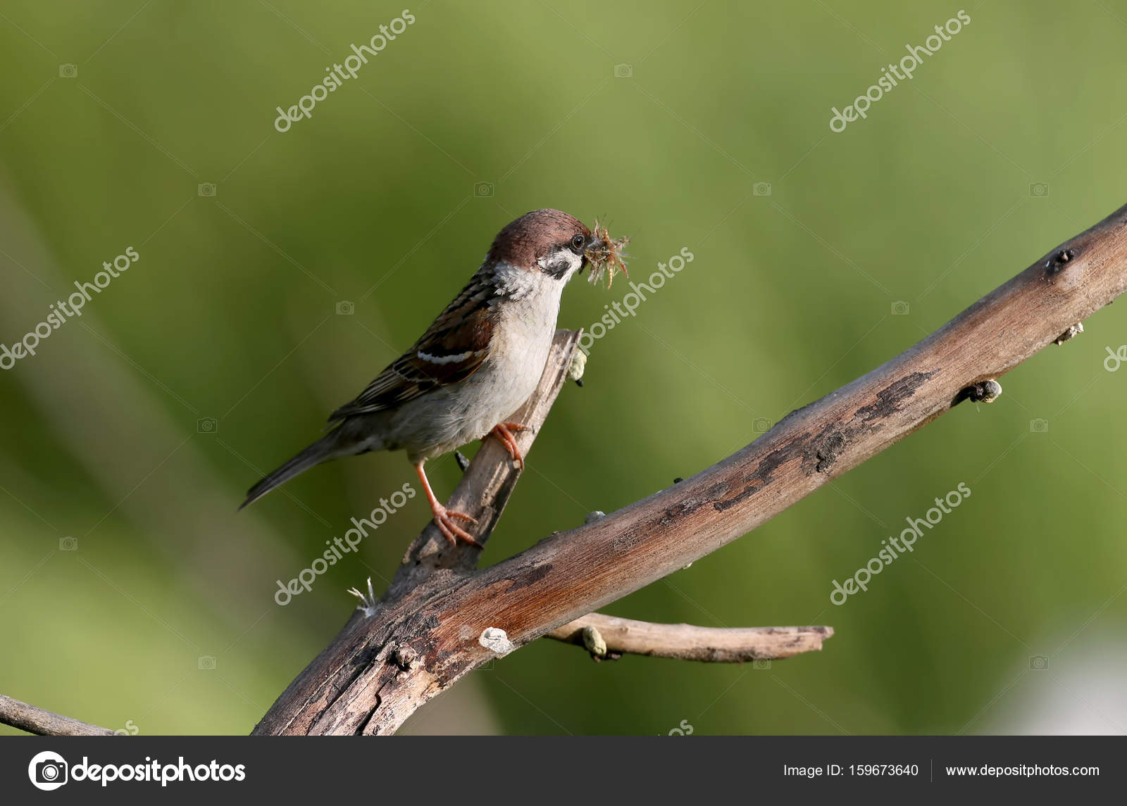 Eurasian tree sparrow with food for chicks — Stock Photo © voodison ...