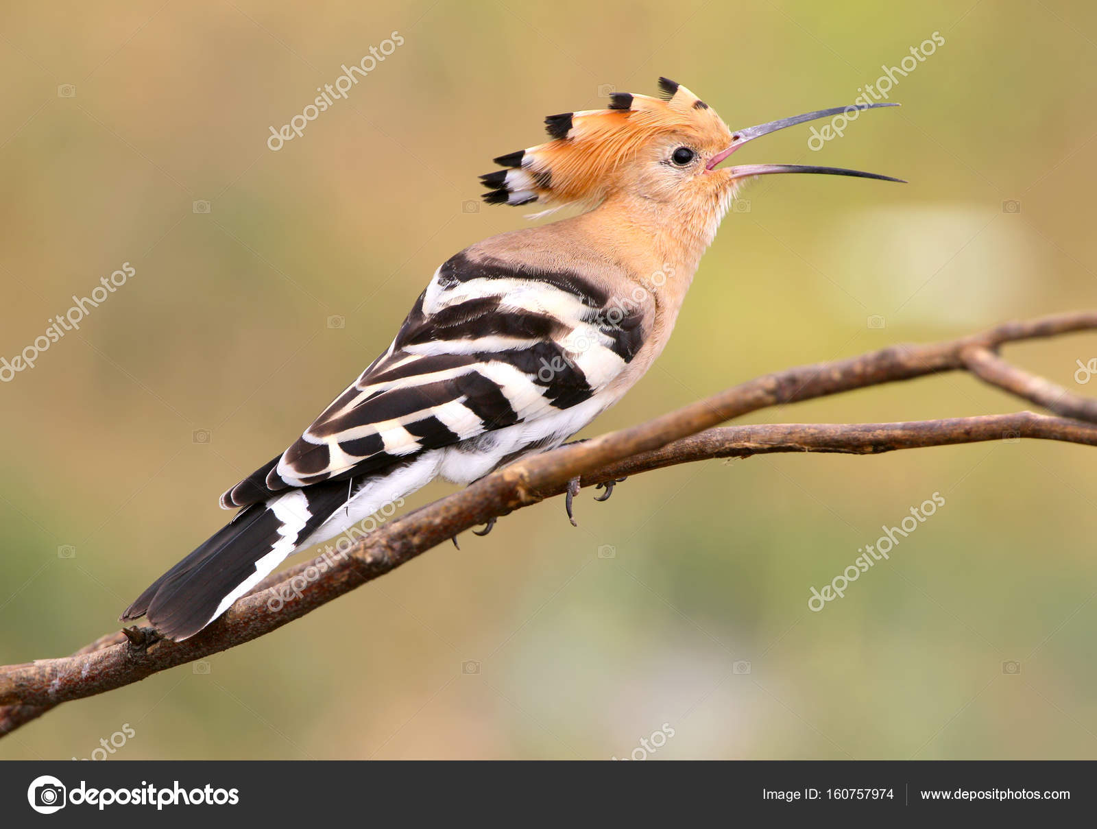 Hoopoe open beak Stock Photo by ©voodison 160757974