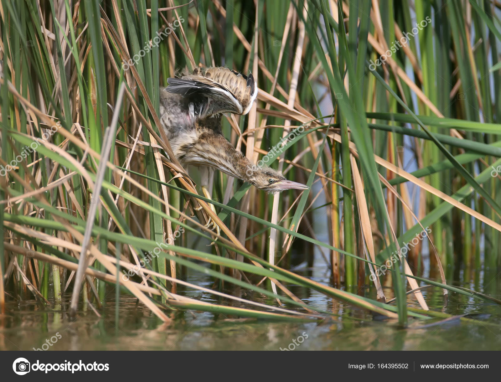 Chick of little bittern in unusual cool pose. Long neck fnd open wings ...