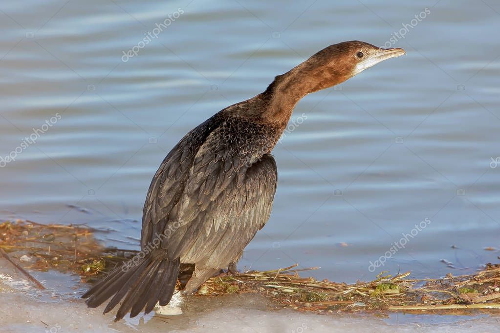 Pequeño cormorán sentado en la orilla y mira la cámara. Los signos de ...