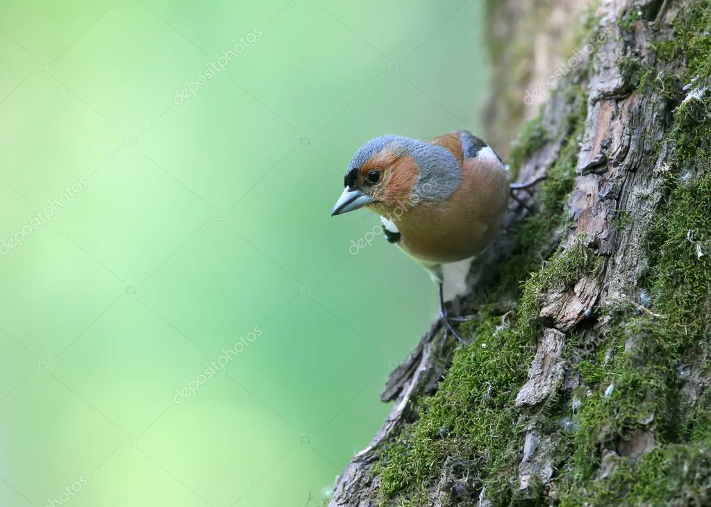 Pinzón macho de cerca. Fotografiado en un árbol sobre un fondo verde ...