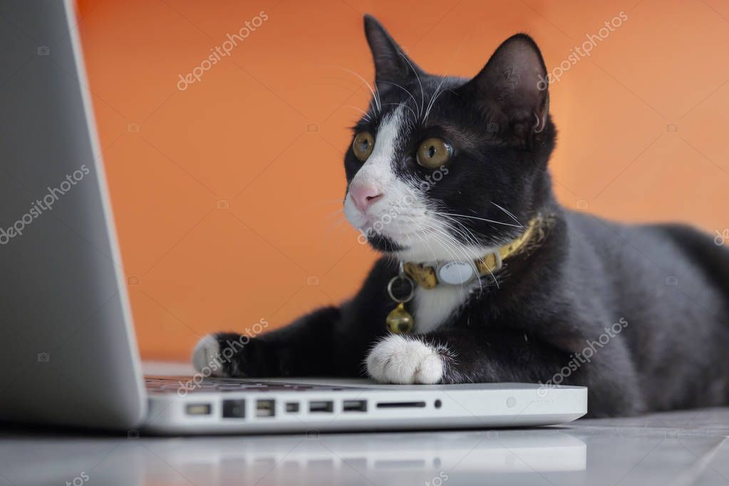 Gato negro trabajando en la computadora como desarrollador en l nea 2024