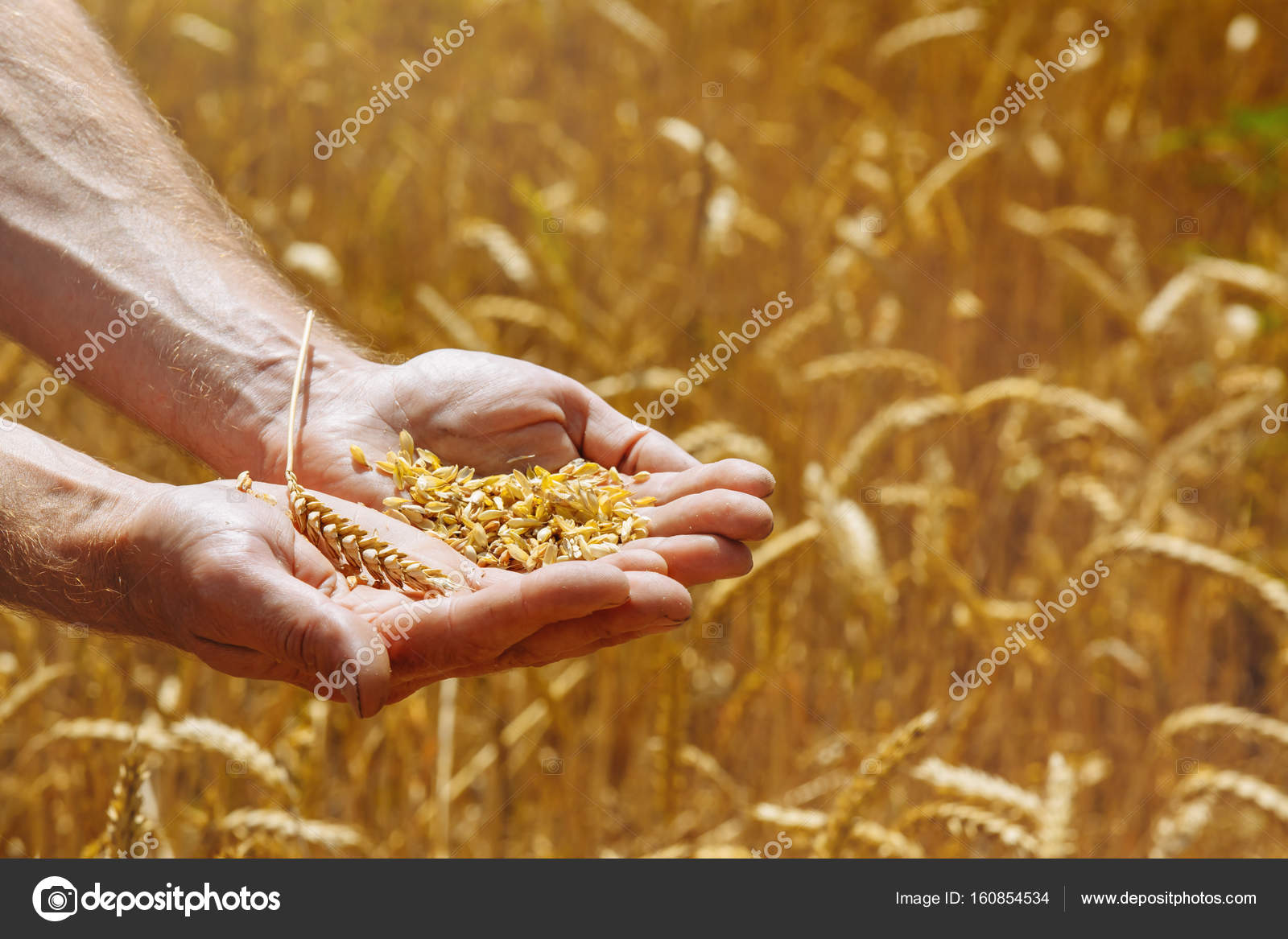 Wheat grains in female palm on wheat field background. harvest ...