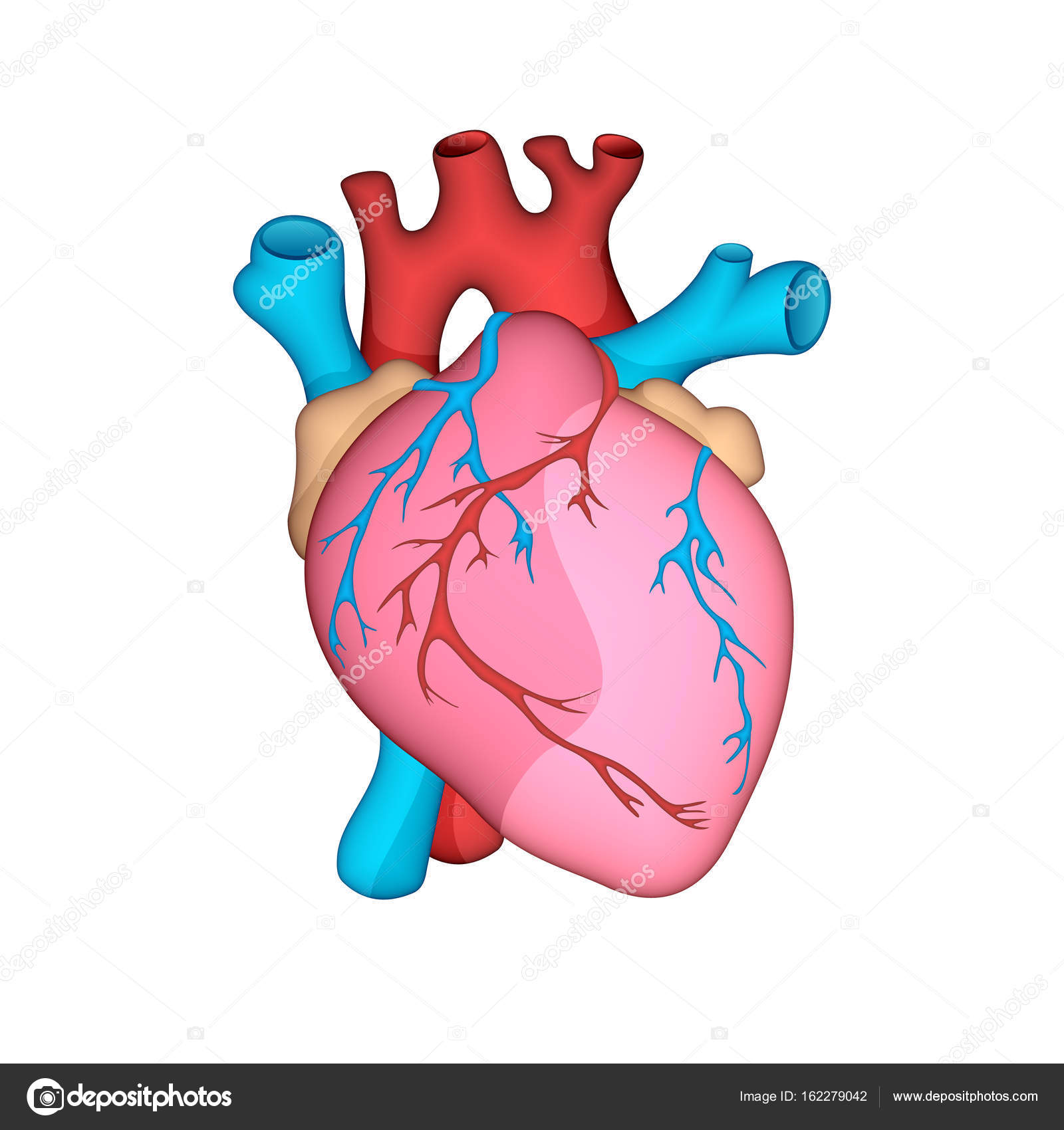 Anatomically Correct Human Heart Diagram Anatomically Correct Human Heart Diagram