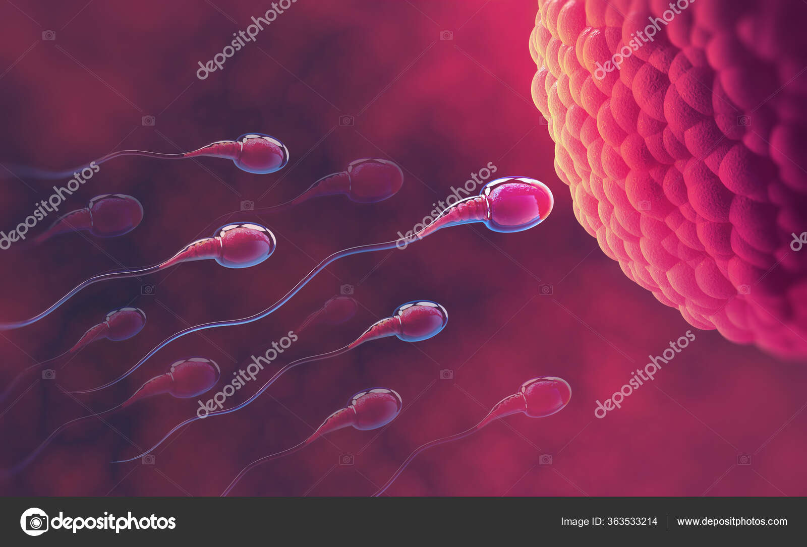 Sperm Egg Microscope