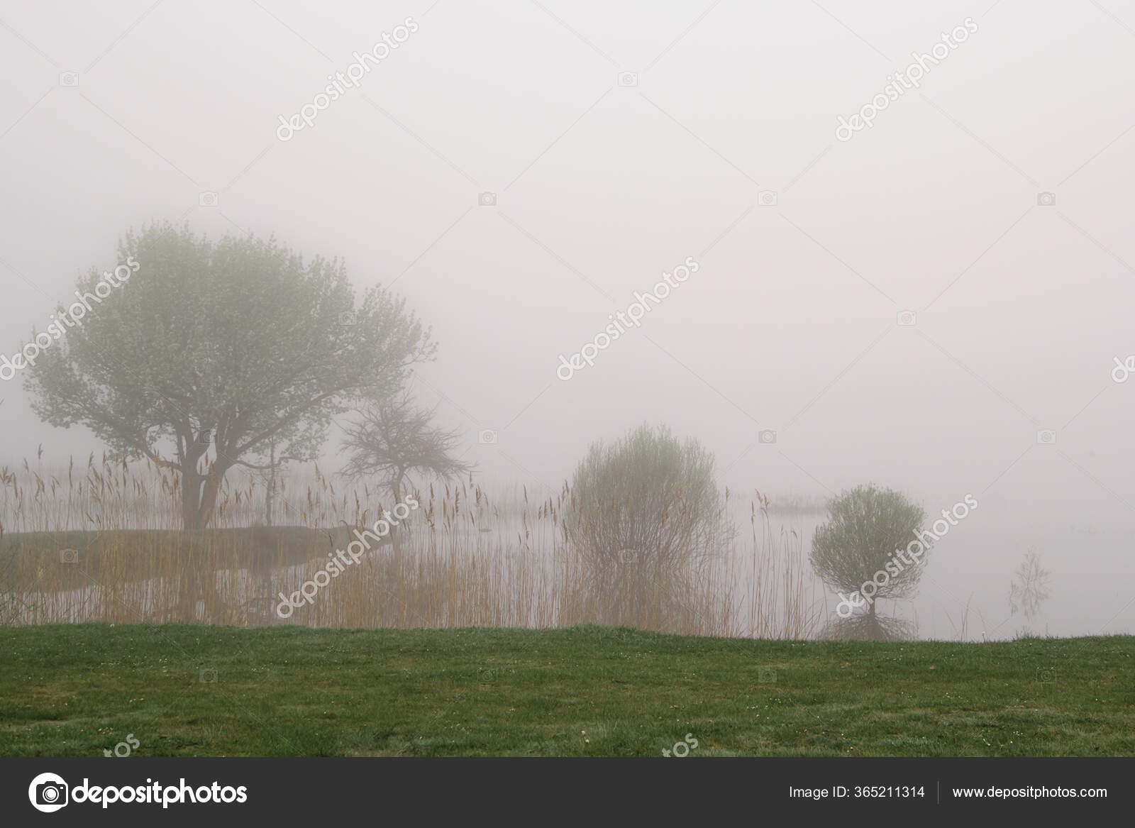 Mist over water and tree reflection at lake. Nature and landscape ...