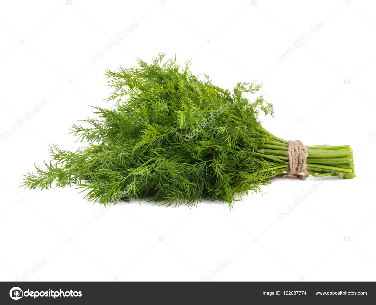 A bunch of fresh dill herb Stock Photo by ©alfa4studio 192087774
