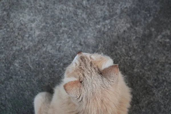 Look of resignation Stock Photos, Royalty Free Look of resignation ...