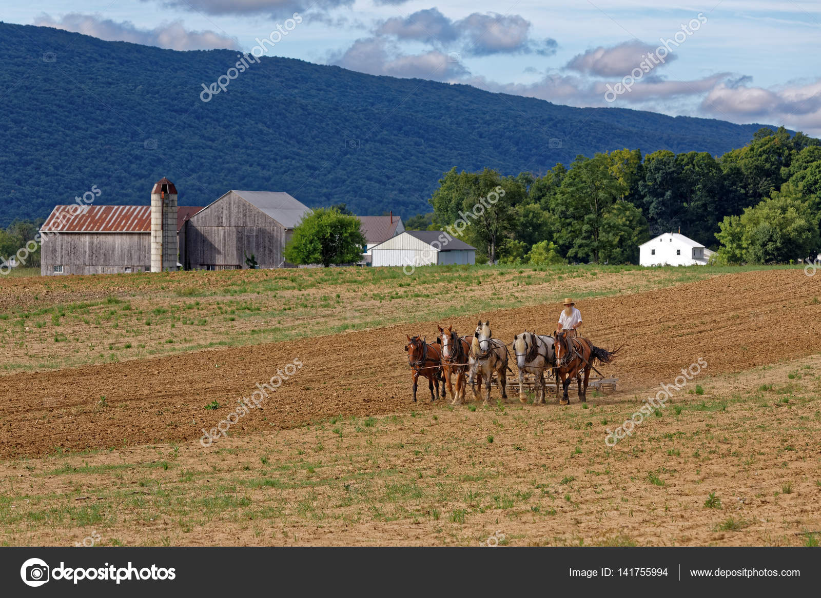 Amish Man Tilling Soil With a Team of Horses – Stock Editorial Photo ...