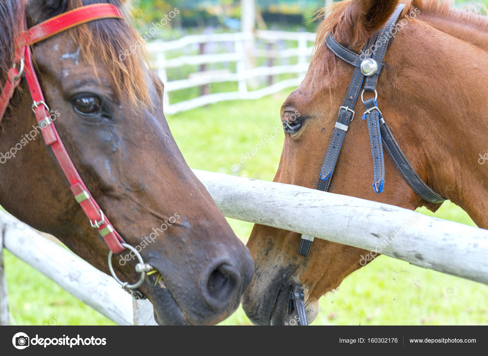 Two Horses Together
