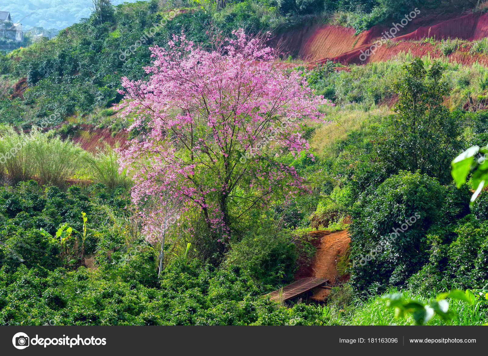 Cherry Blossom Cherry Blossom Early Morning Signal Spring Has Returned ...