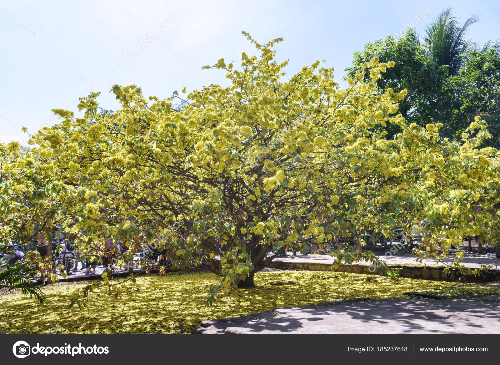 Ochna Integerrima Flower Blooming Early Sunshine Countryside Largest ...