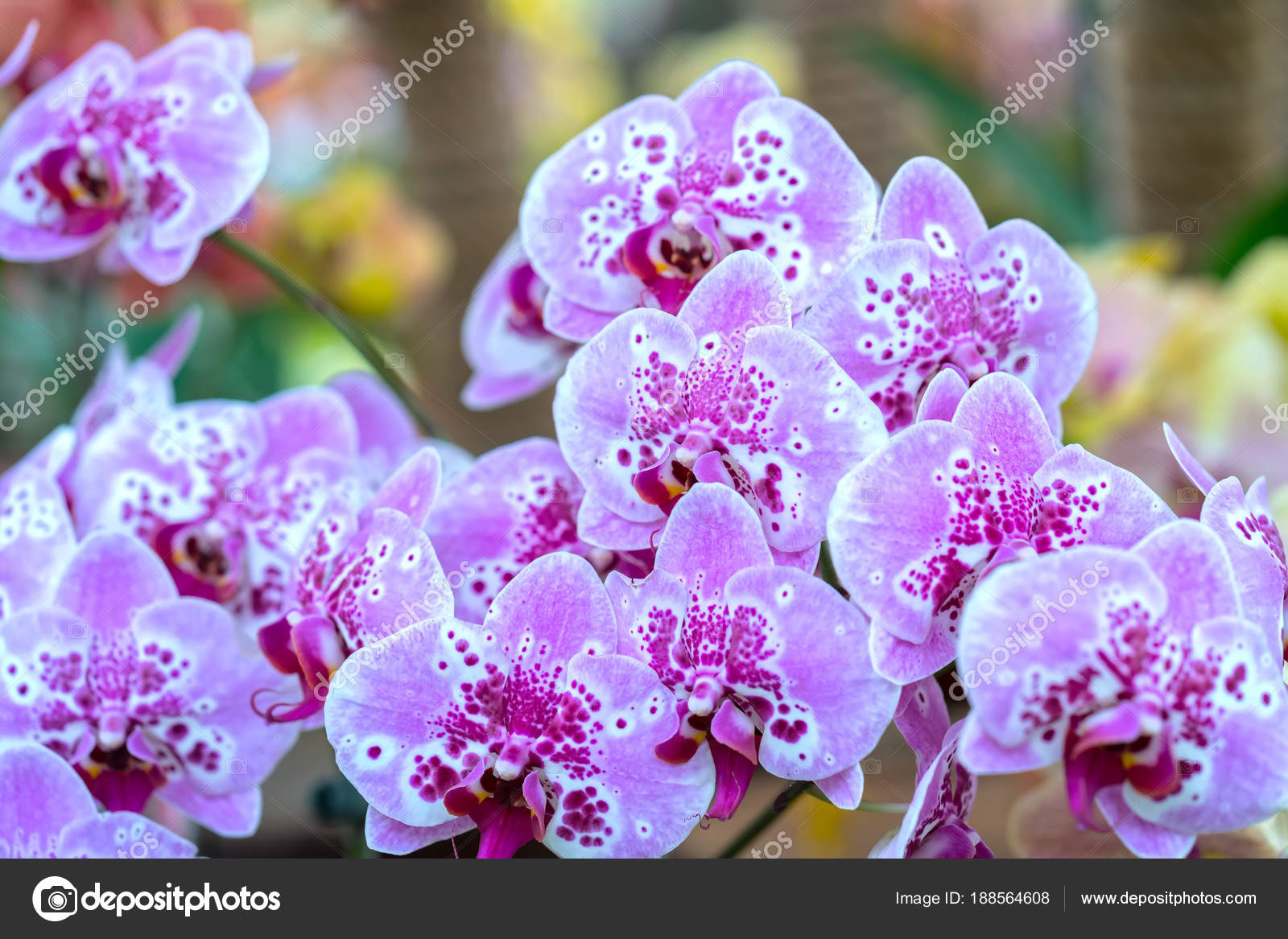 Pictures: most beautiful orchids | Phalaenopsis Flowers Bloom Spring ...