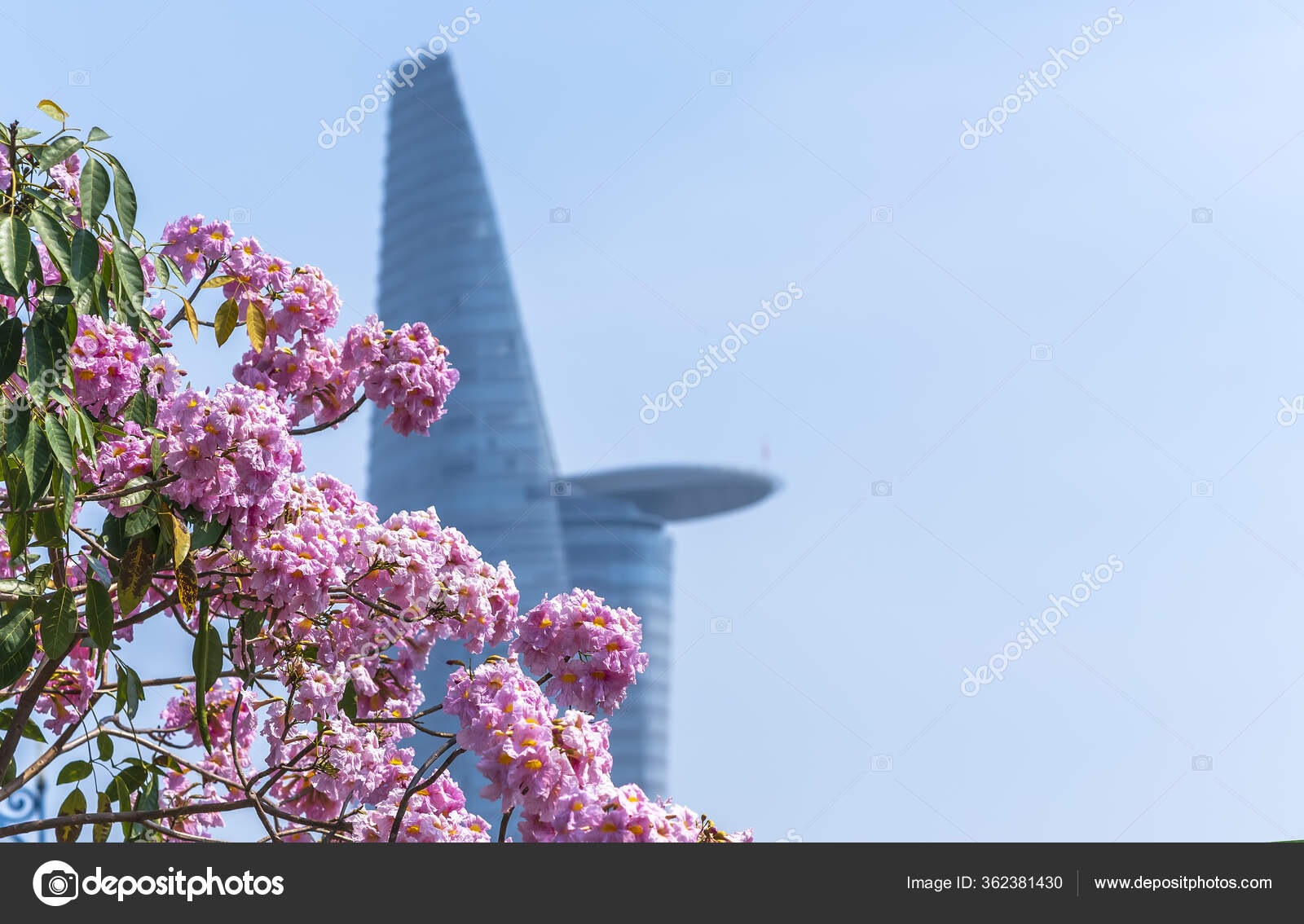 Tabebuia Rosea Pink Trumpet Blooming Background Bamboo Shaped Building ...