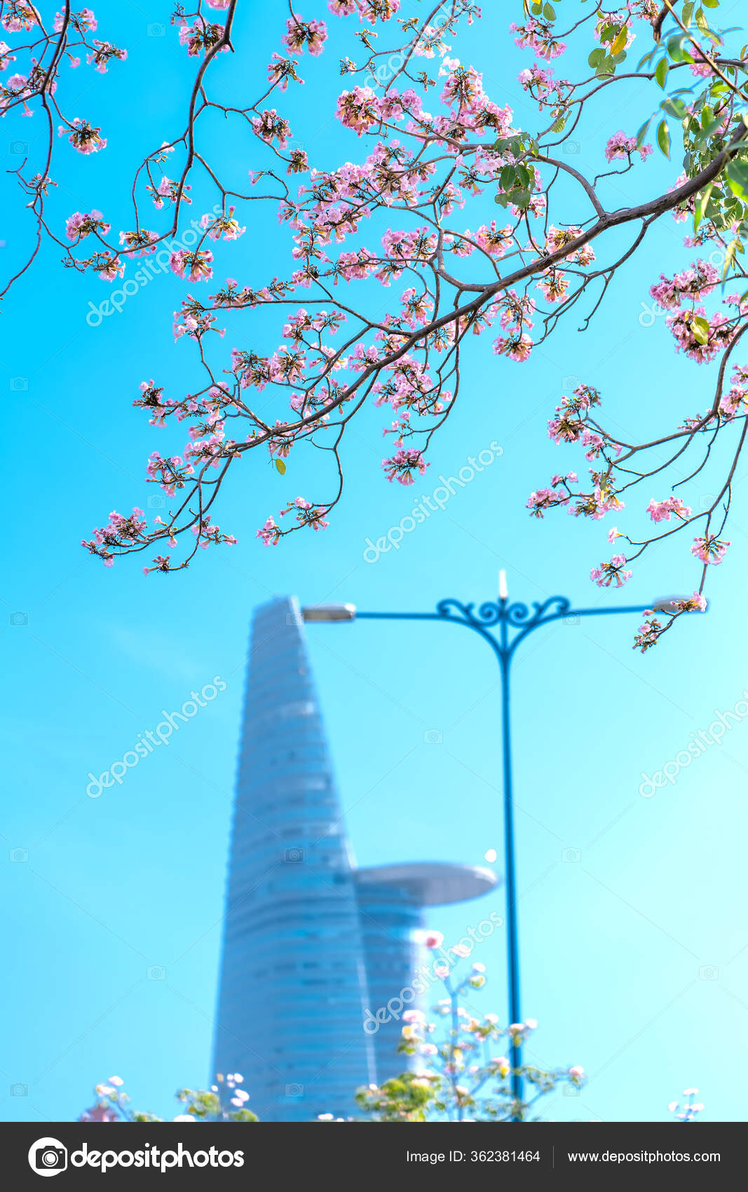 Tabebuia Rosea Pink Trumpet Blooming Background Bamboo Shaped Building ...