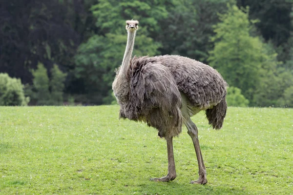 Big emu Stock Photos, Royalty Free Big emu Images | Depositphotos