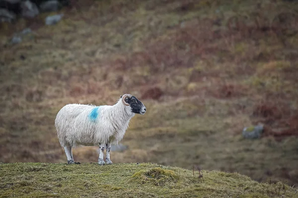 White Goat Standing Meadow Stock Photo by ©fthuerig 213076210