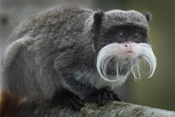 ᐈ Emperor tamarin stock pictures, Royalty Free emperor tamarin photos ...